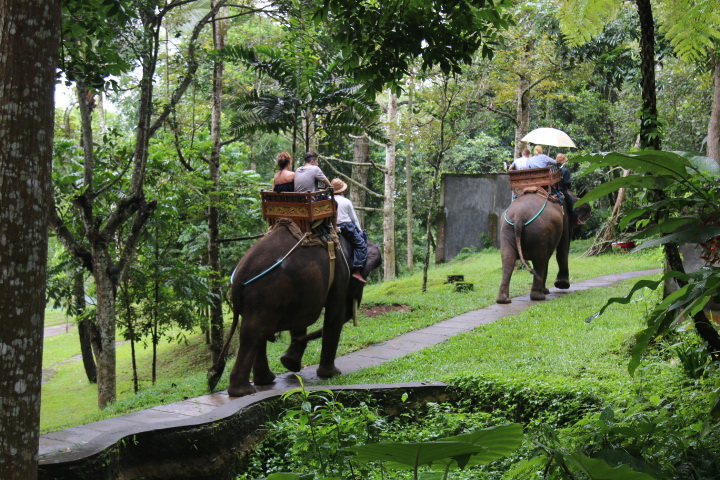 Bali Elephant Ride